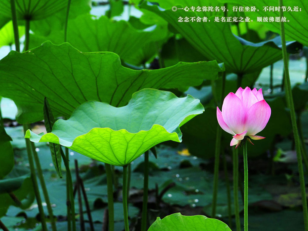 佛界图片,界仙界图,界虚空图片_大山谷图库